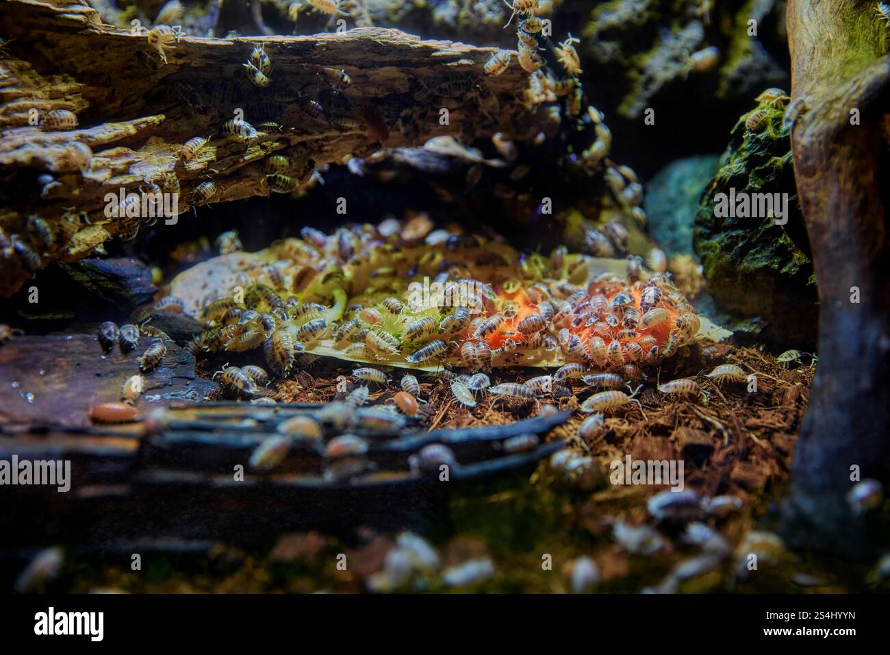Captive dairy cow isopods, piebald strain of the swift woodlouse, aka ...