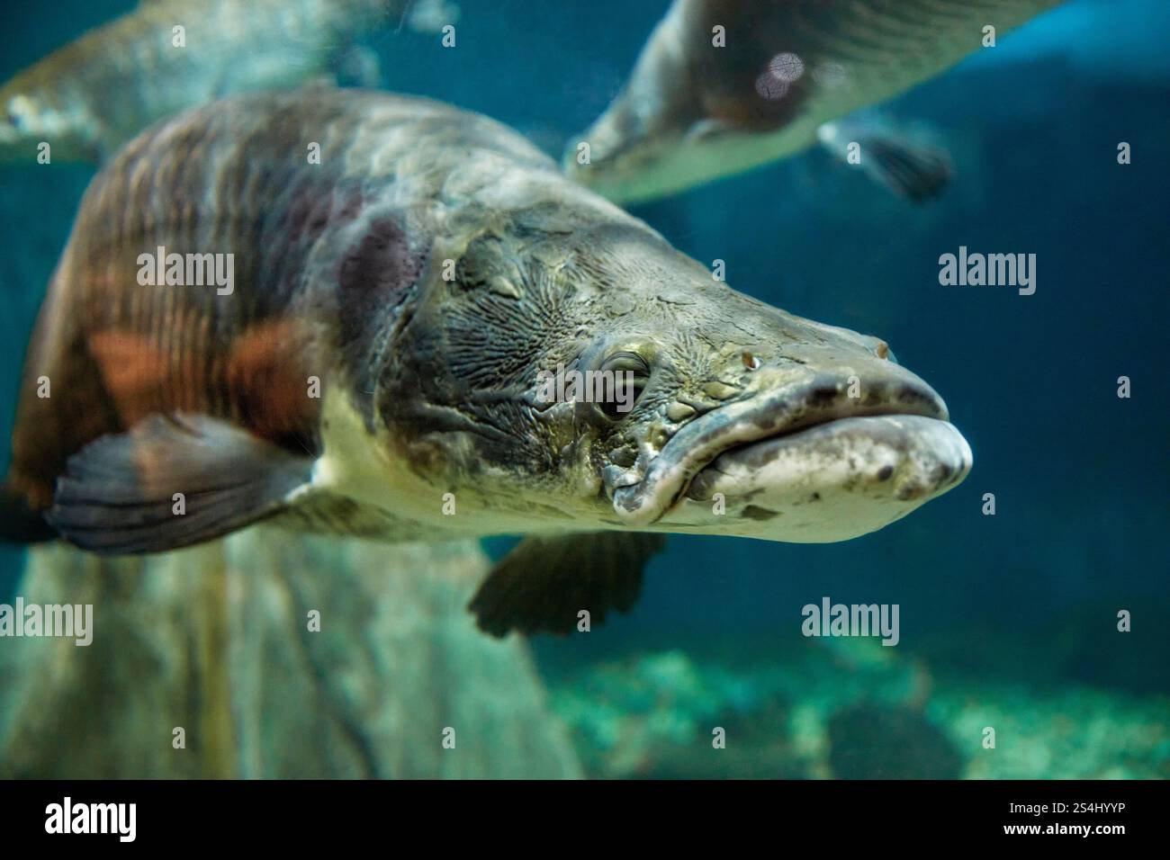 Large captive Arapaima (Arapaima gigas) swims towards the camera in ...