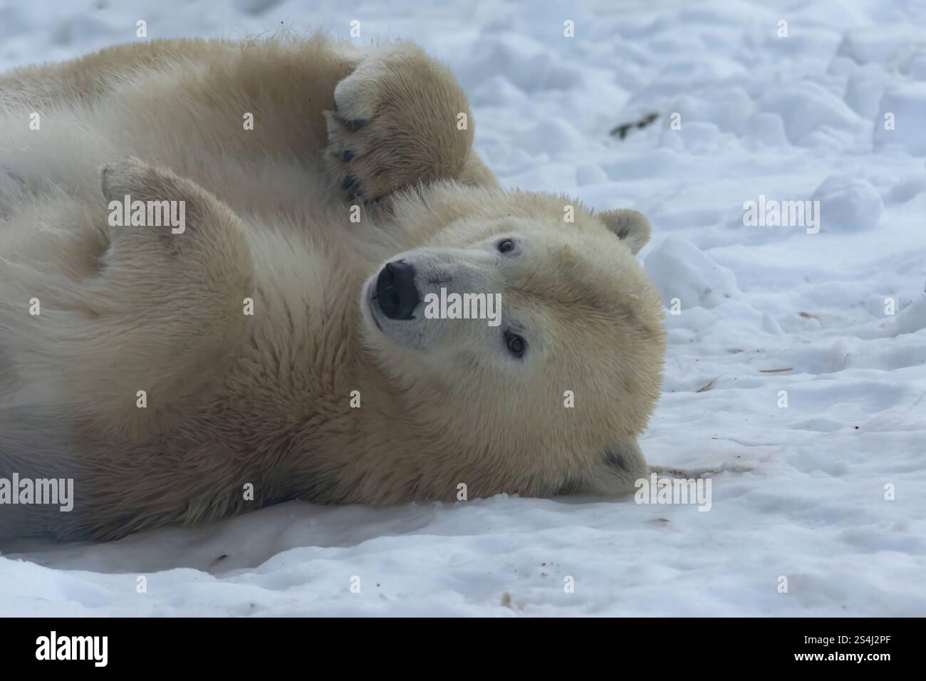 The polar bear living in territory of a zoo Stock Photo - Alamy