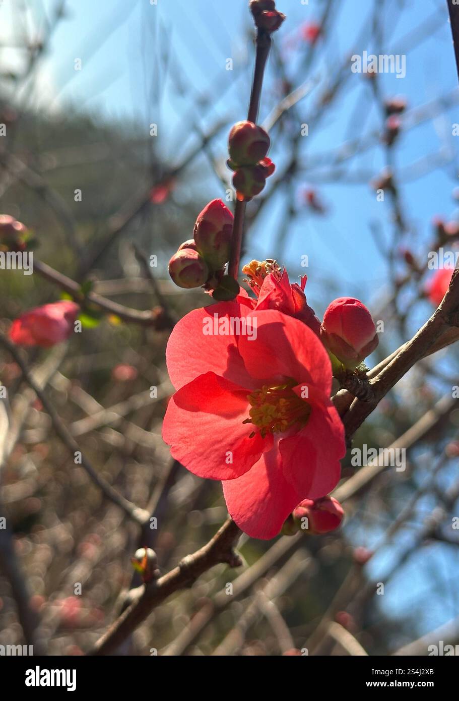 Maules quince hi-res stock photography and images - Alamy