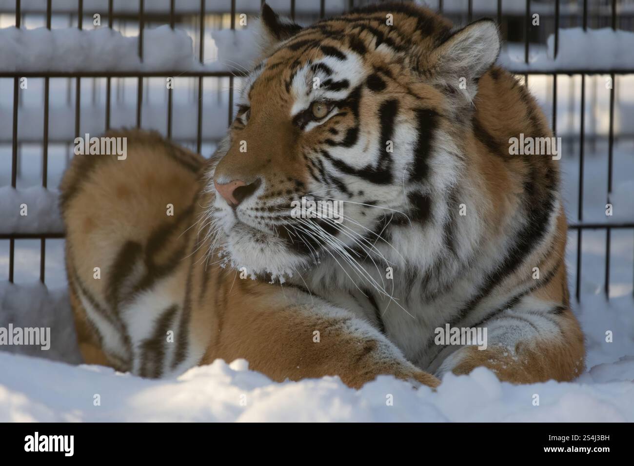 Siberian tiger (Panthera tigris altaica), also called Amur tiger ...