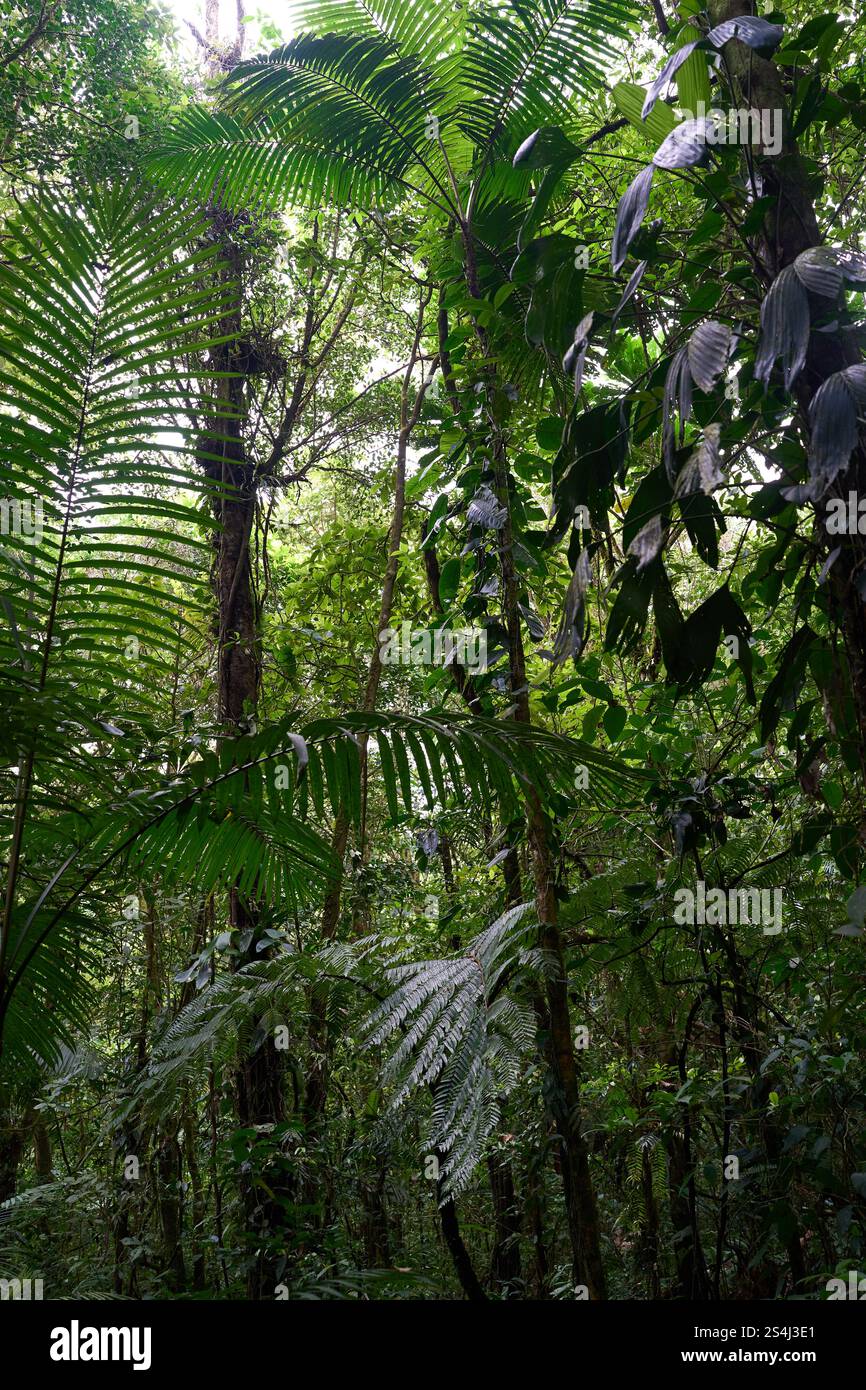 Alajuela Province, Costa Rica - November 19, 2024 - path through ...