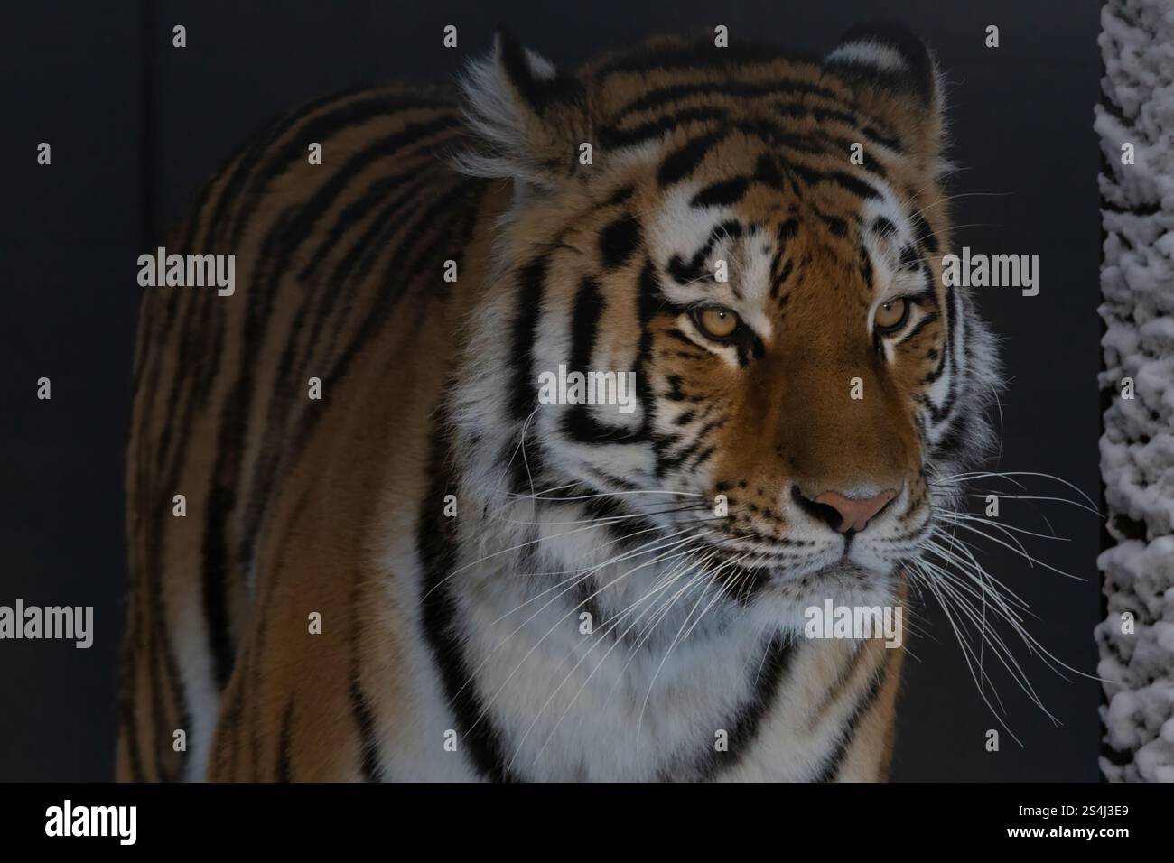 Siberian tiger russia snow hi-res stock photography and images - Alamy
