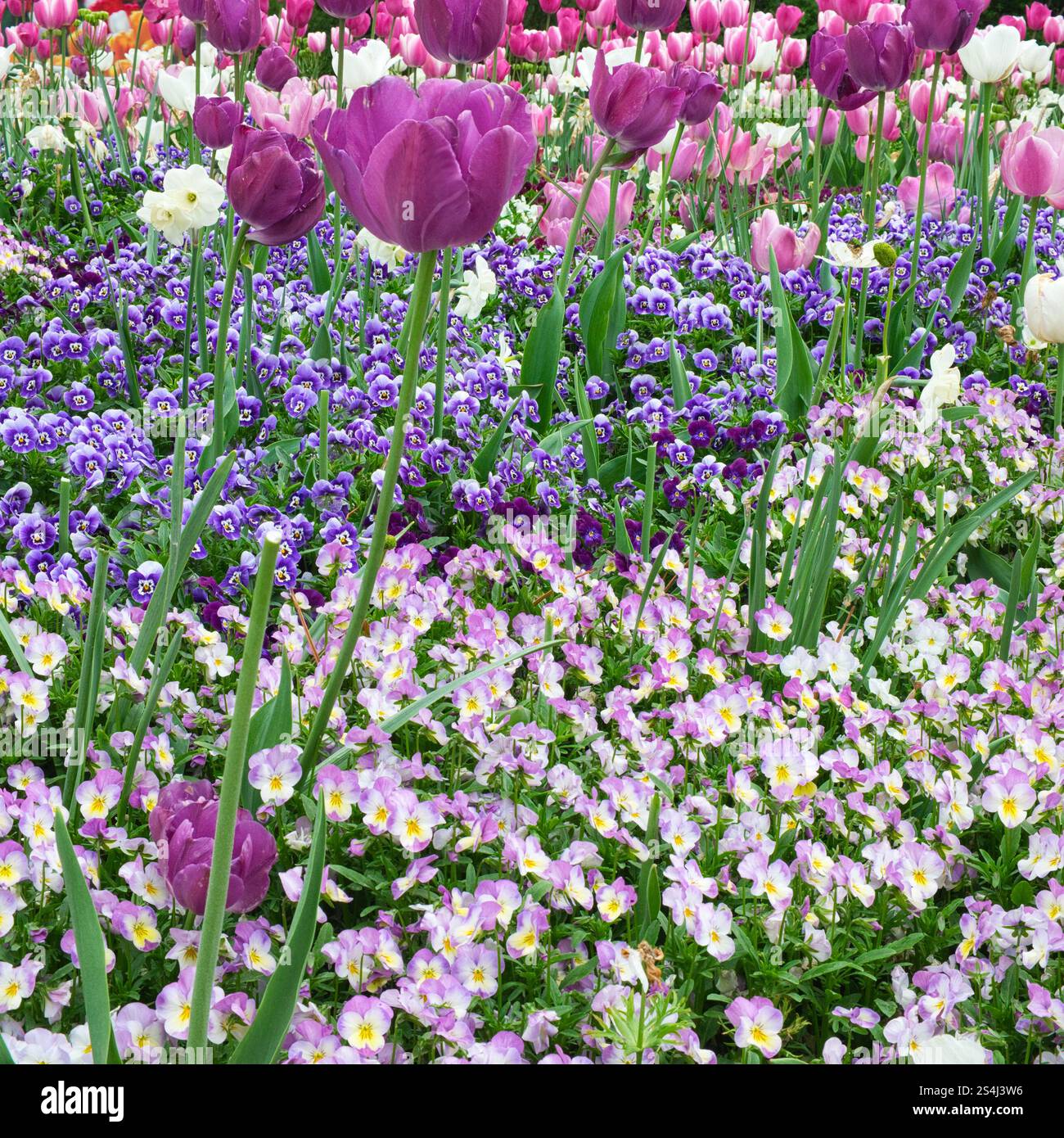 Heralds of spring: Long-stemmed light and dark purple tulips grow out ...