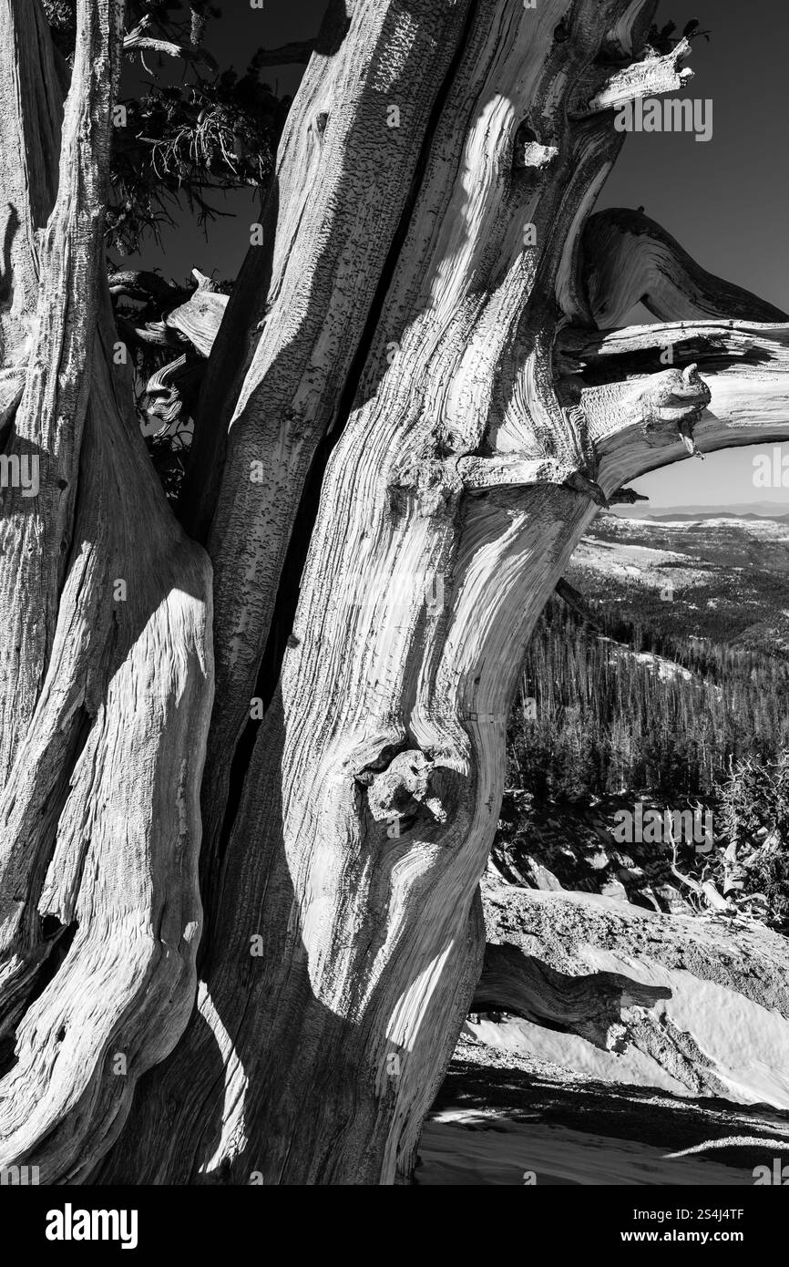 Photograph of Western Bristlecone Pine (Pinus longaeva) near Spectra ...