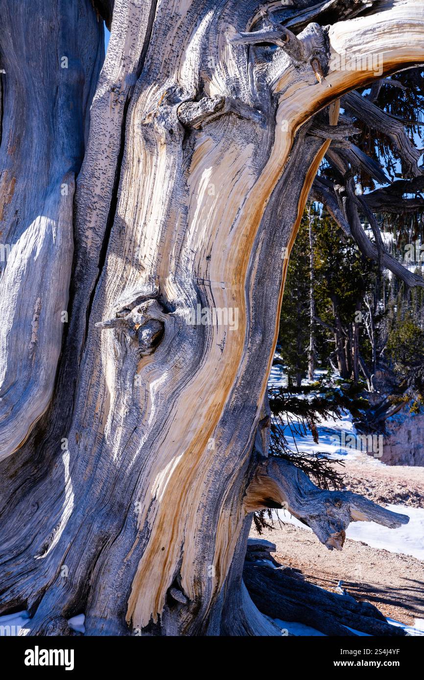 Photograph of Western Bristlecone Pine (Pinus longaeva) near Spectra ...