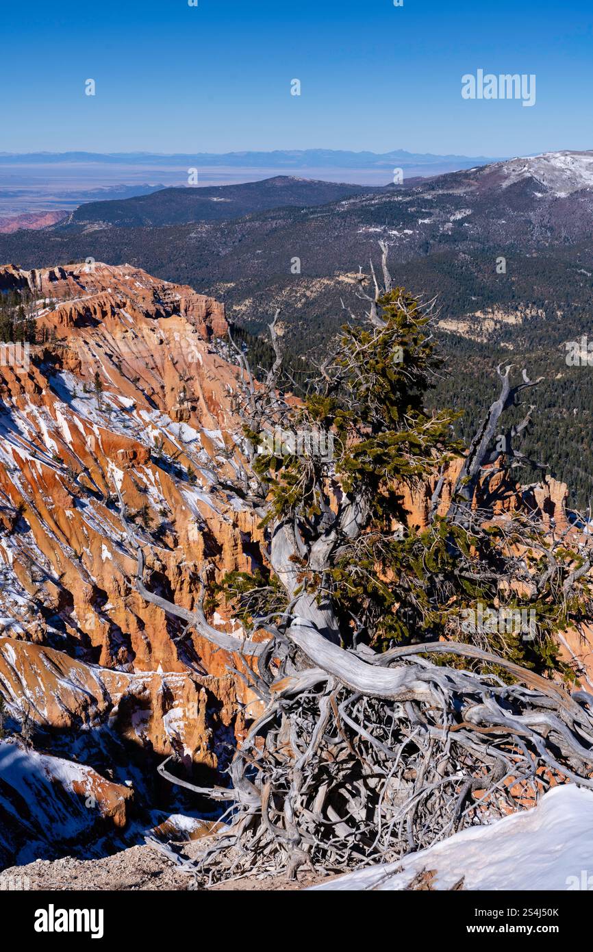 Photograph of Western Bristlecone Pine (Pinus longaeva) near Spectra ...