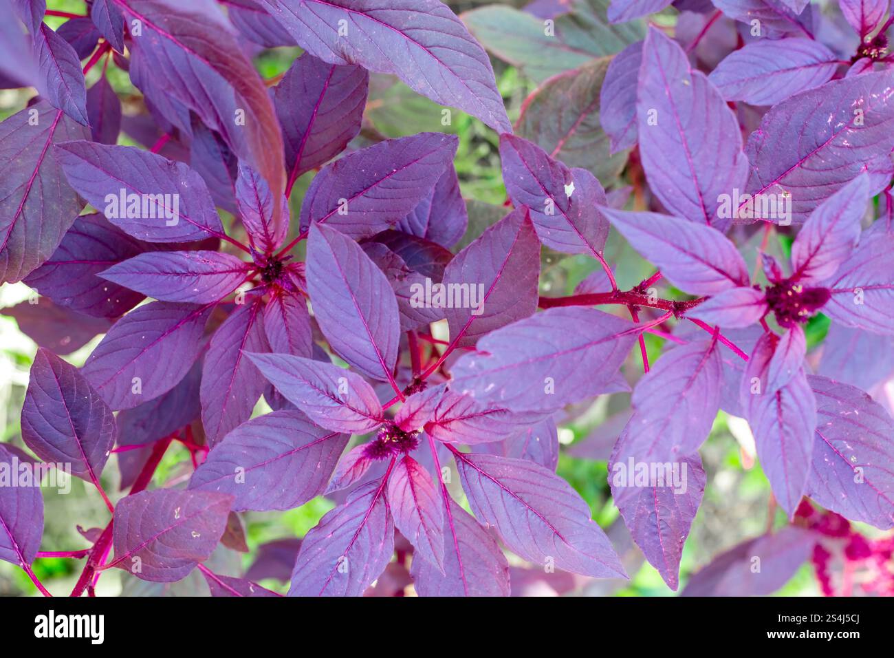 Vegetable amaranth blooms, bright leaves and flowers in the summer in ...