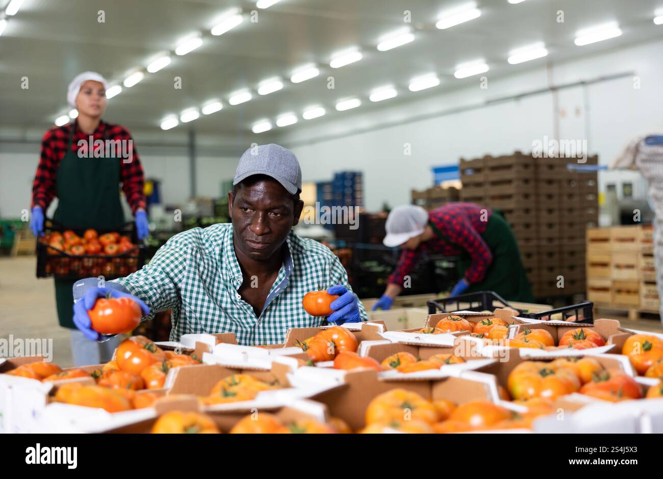 Warehouse worker sorting tomatoes and stacking them in boxes in ...