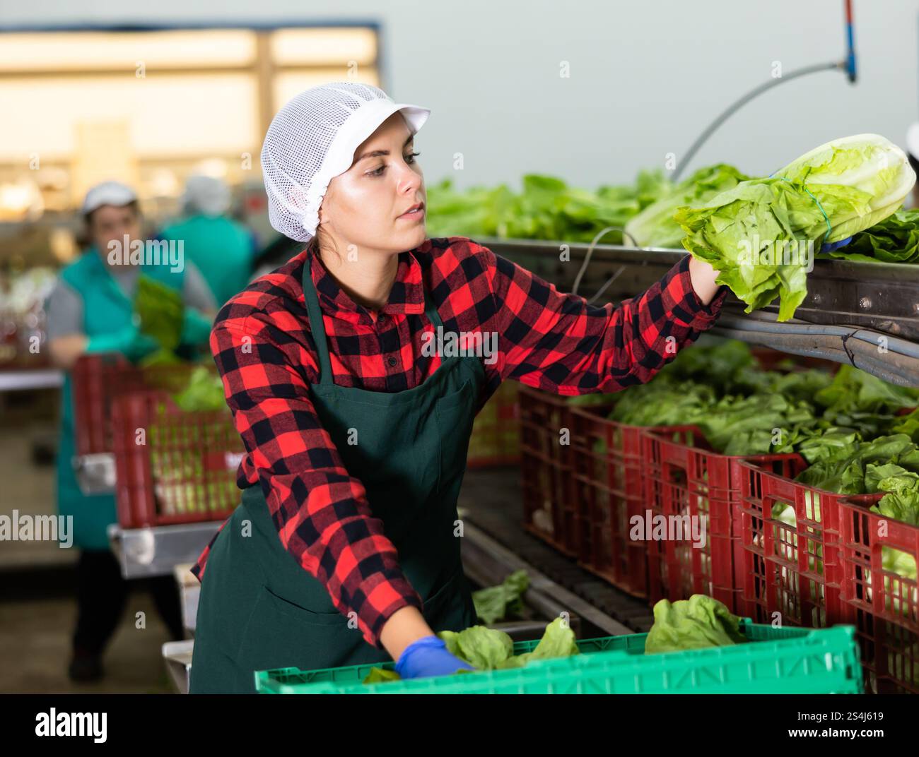 Skilled female worker of vegetable processing factory checking fresh ...