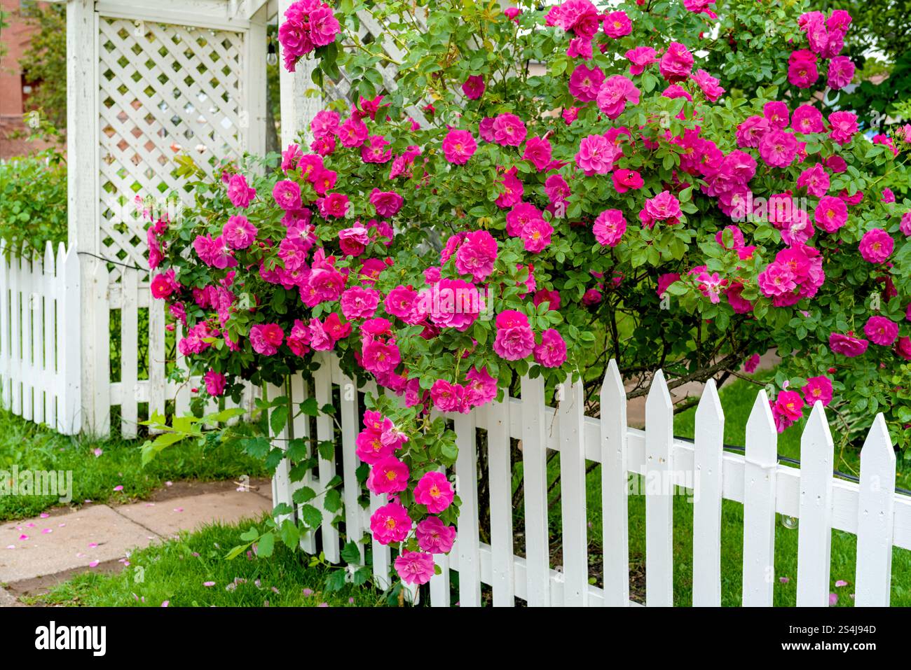 Climbing rose spilling over an arbor and white picket fence Stock Photo ...