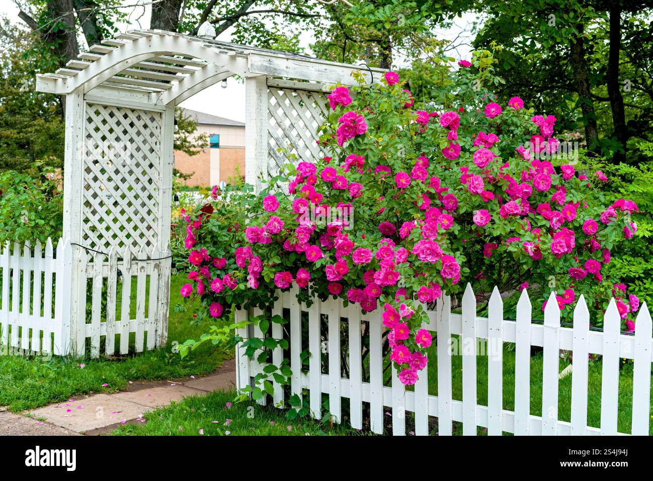 Climbing rose spilling over an arbor and white picket fence Stock Photo ...