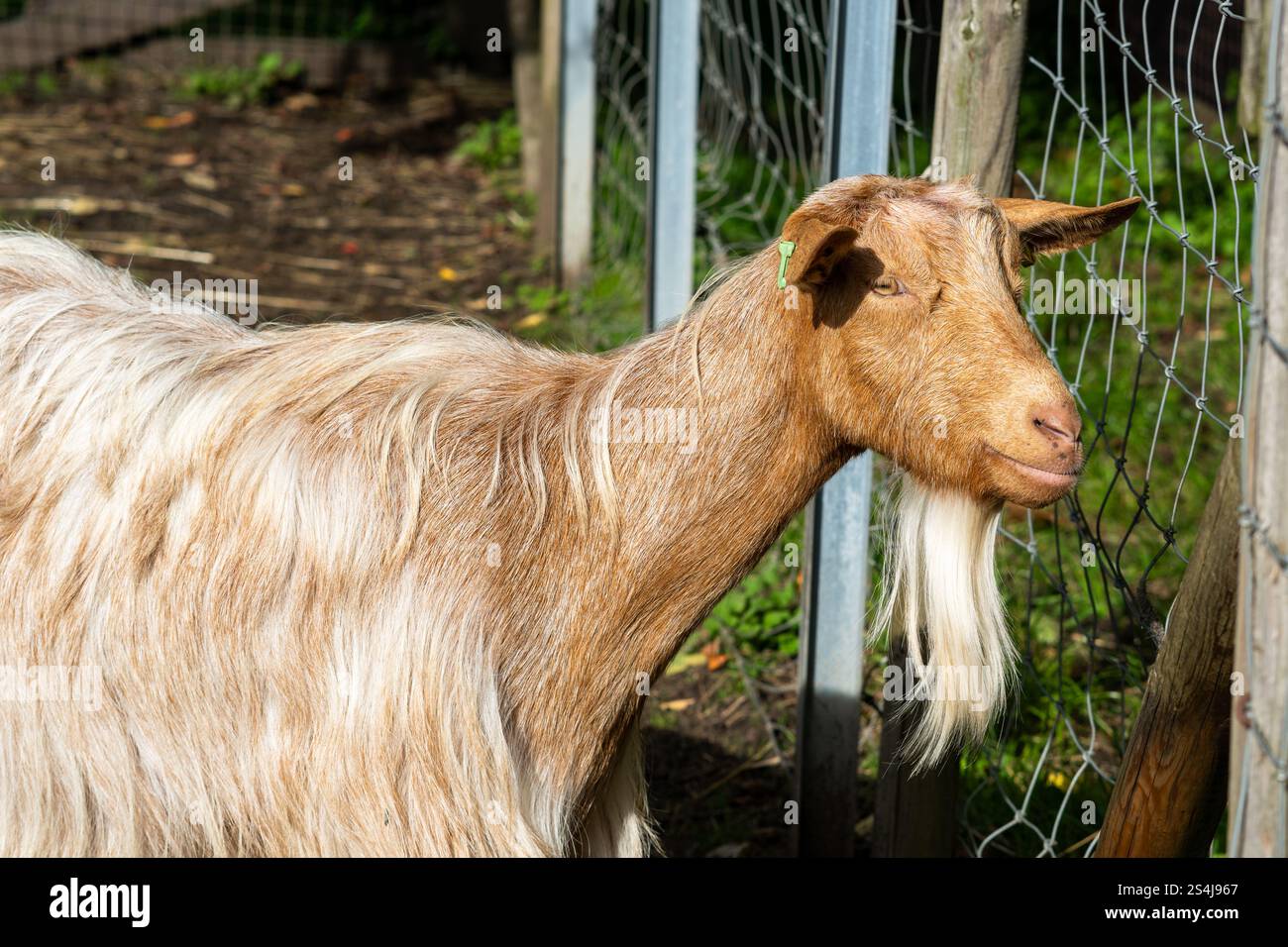 Rustic Goat in a Scenic Farmyard Captured on a Sunny Day Stock Photo ...