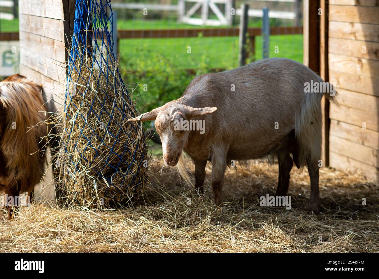Rustic Goat in a Scenic Farmyard Captured on a Sunny Day Stock Photo ...