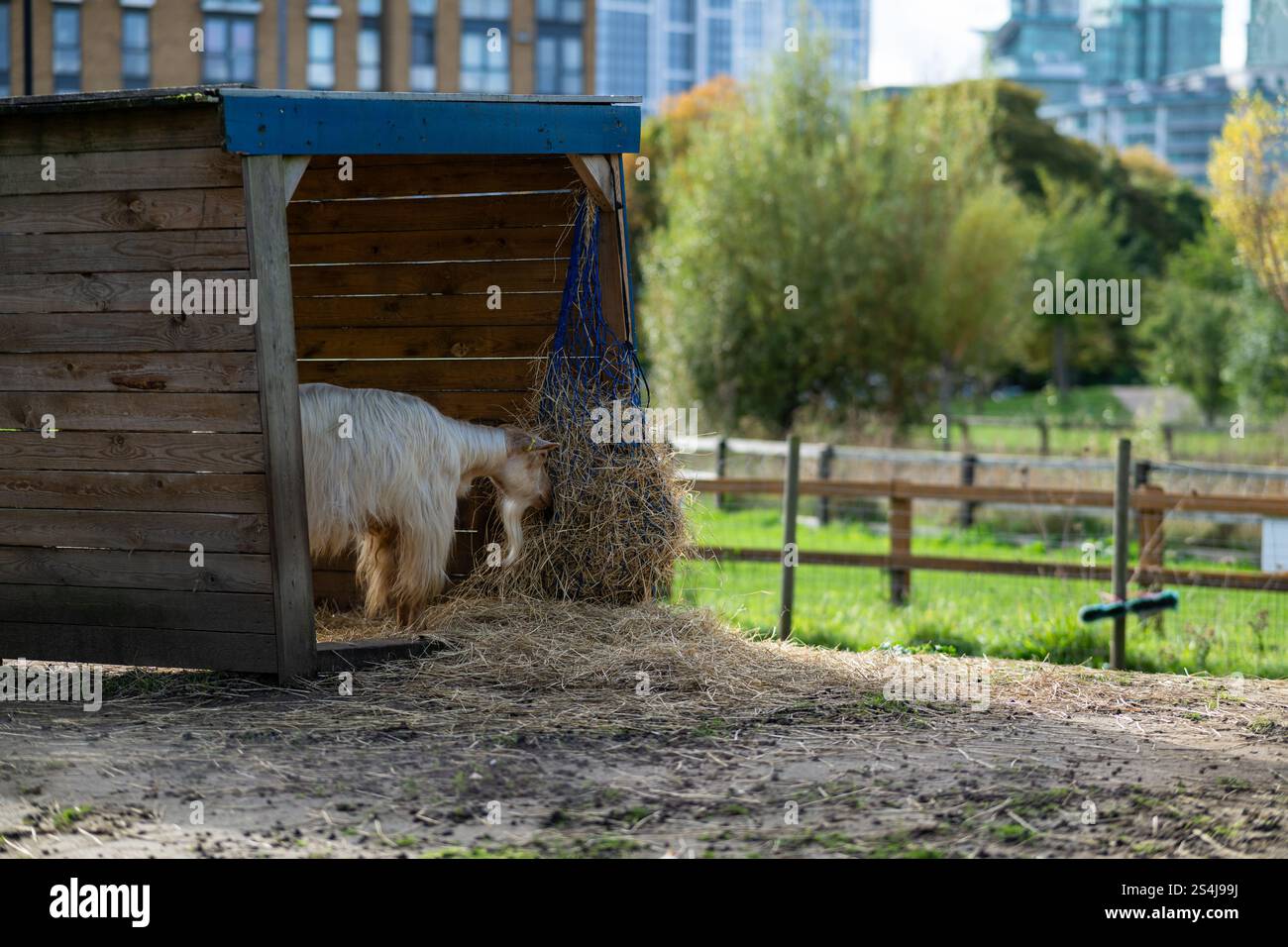Rustic Goat in a Scenic Farmyard Captured on a Sunny Day Stock Photo ...