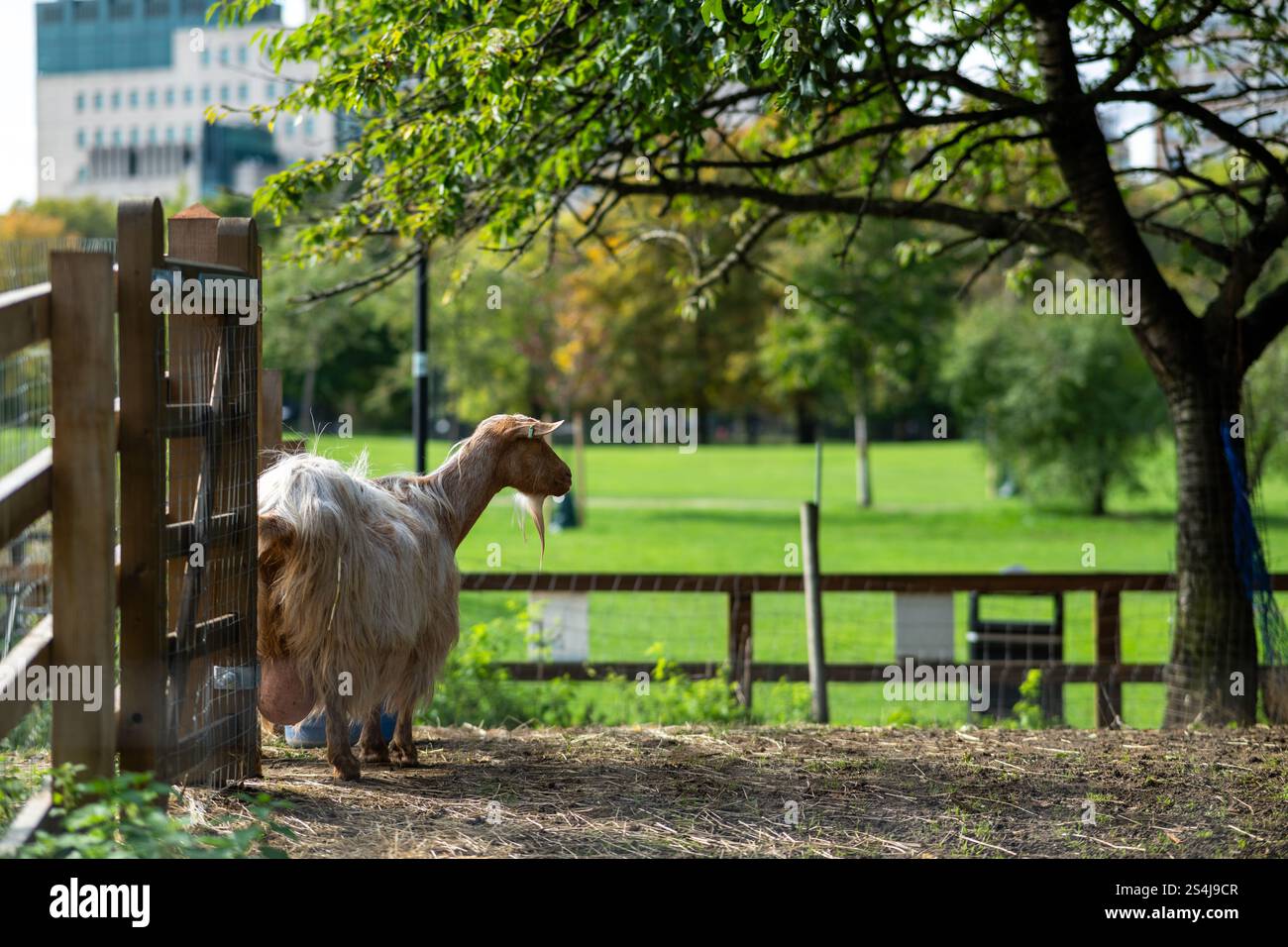Rustic Goat in a Scenic Farmyard Captured on a Sunny Day Stock Photo ...