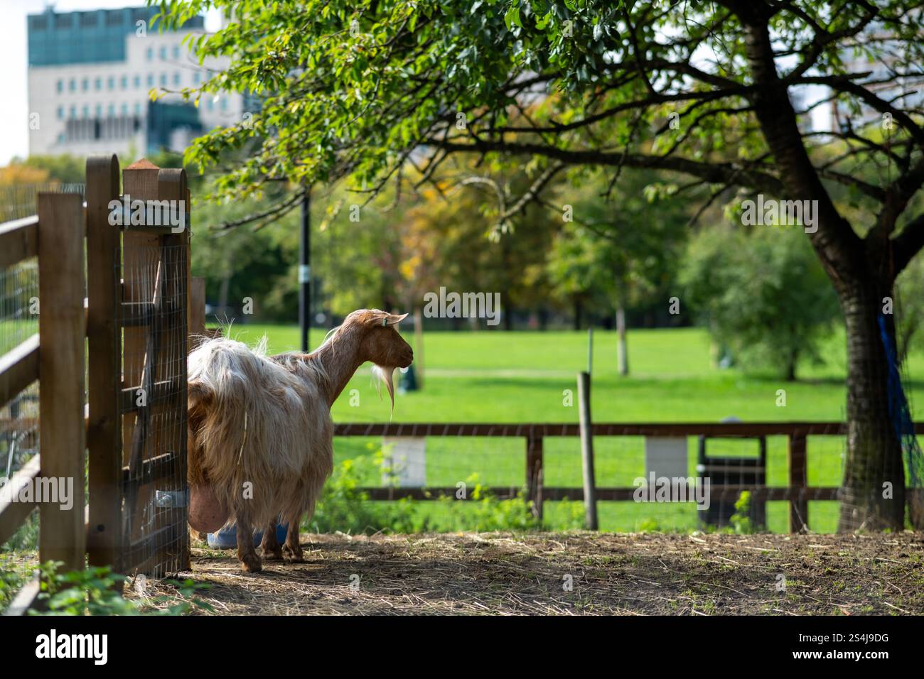 Rustic Goat in a Scenic Farmyard Captured on a Sunny Day Stock Photo ...