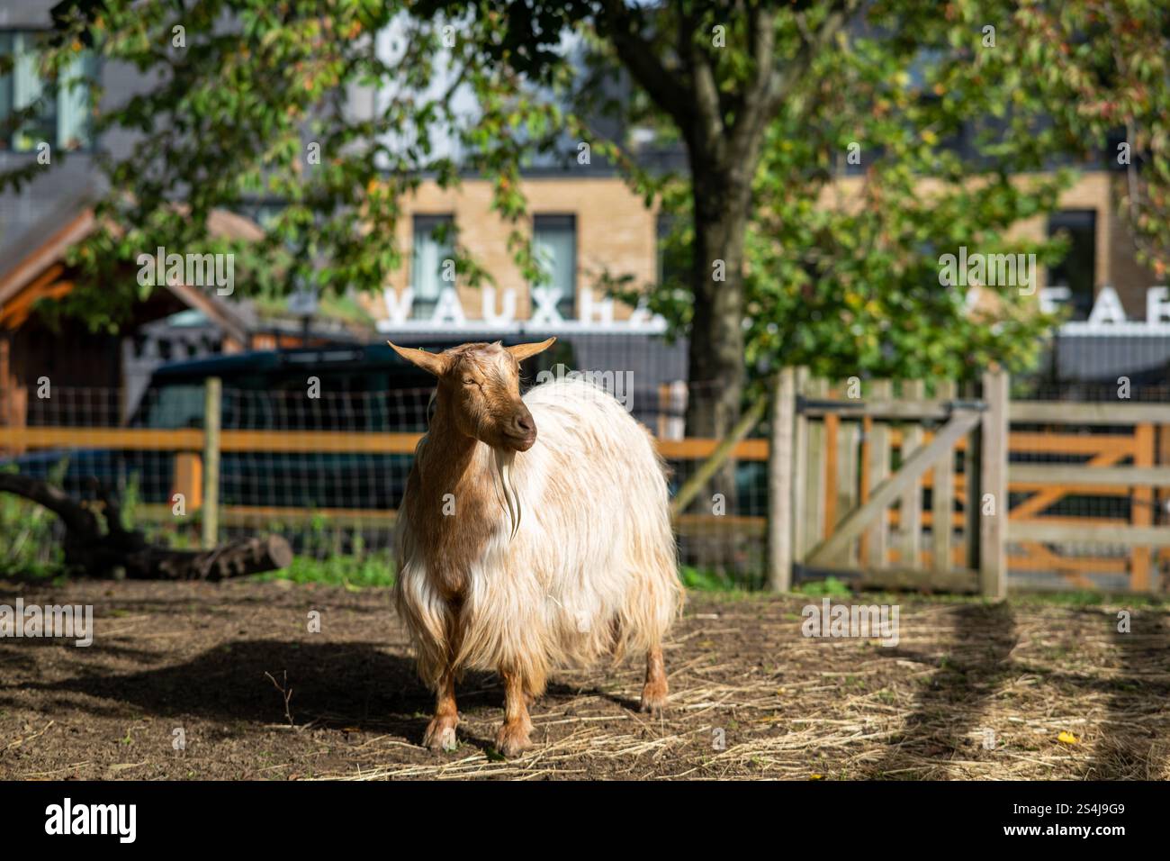 Rustic Goat in a Scenic Farmyard Captured on a Sunny Day Stock Photo ...