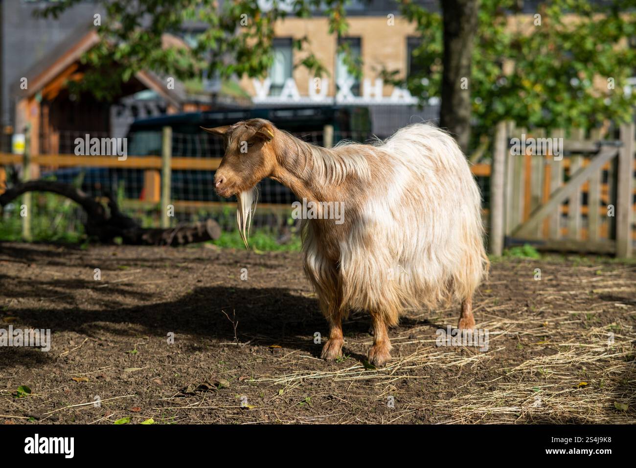 Rustic Goat in a Scenic Farmyard Captured on a Sunny Day Stock Photo ...