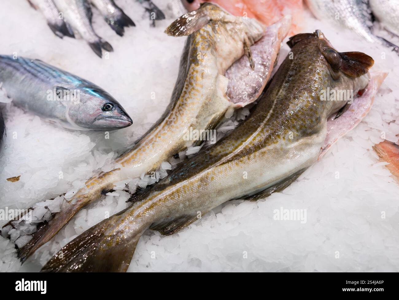Crumbled ice, carcasses of gutted and decapitated cod fish trunk lie on ...