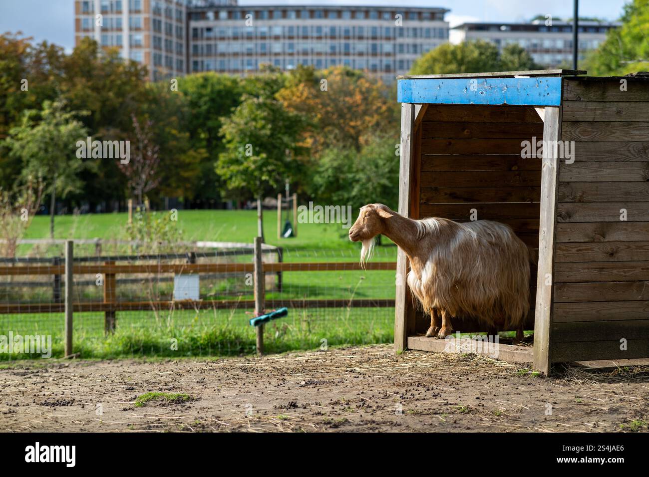 Rustic Goat in a Scenic Farmyard Captured on a Sunny Day Stock Photo ...