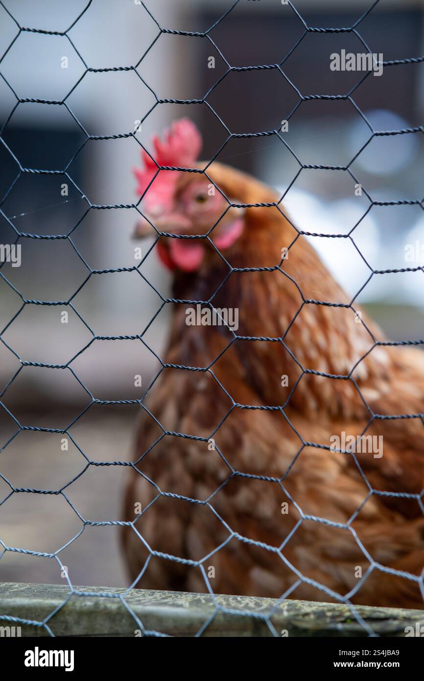 Brown Hen in a Coop Viewed Through Wire Mesh Fence Stock Photo - Alamy