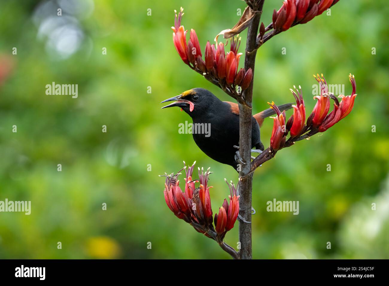 North Island Saddleback (Philesturnus rufusater), a forest-dwelling ...