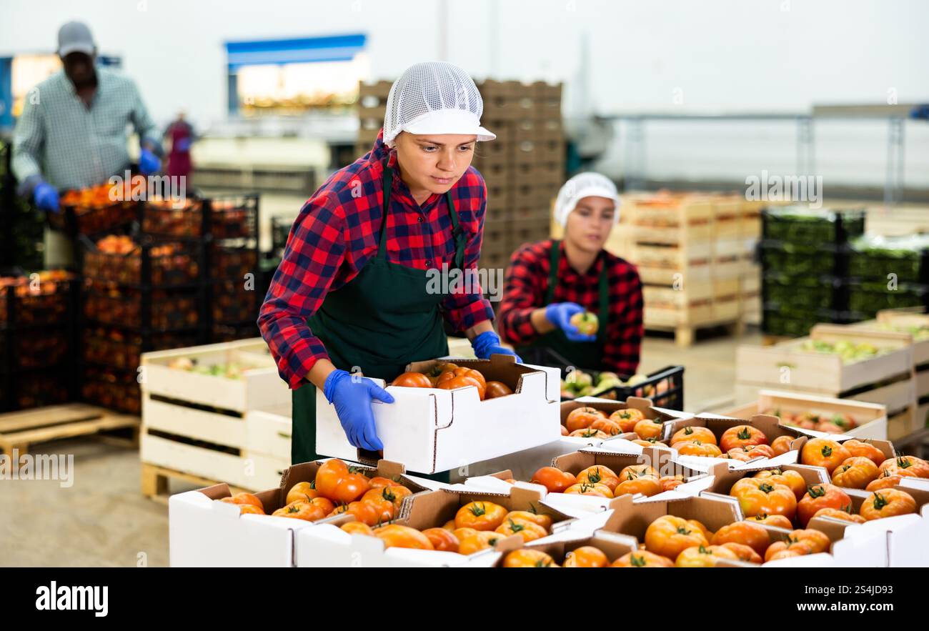 Female employee of vegetable sorting factory stack crates of tomatoes ...