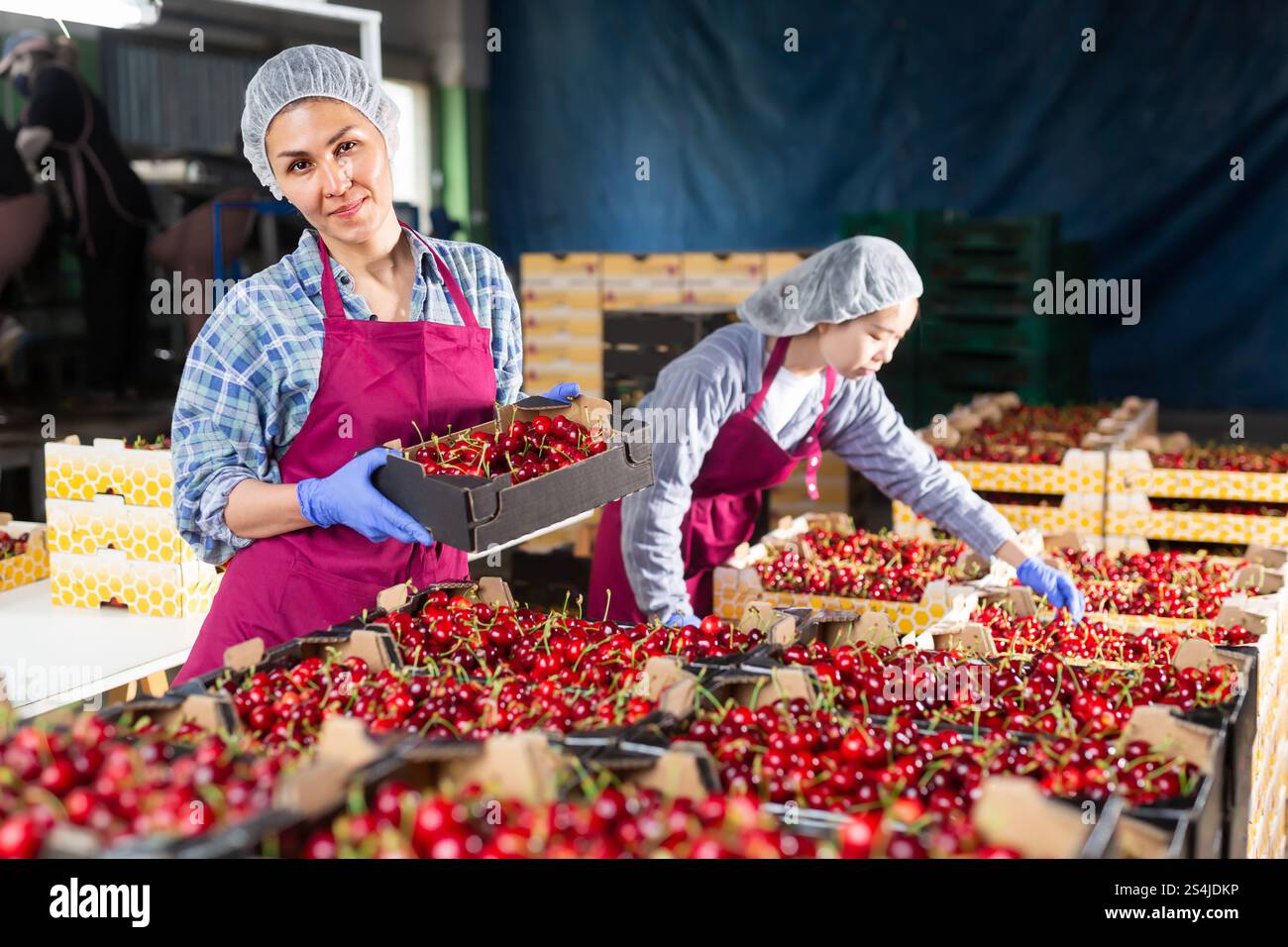 Asian woman sorting cherries Stock Photo - Alamy