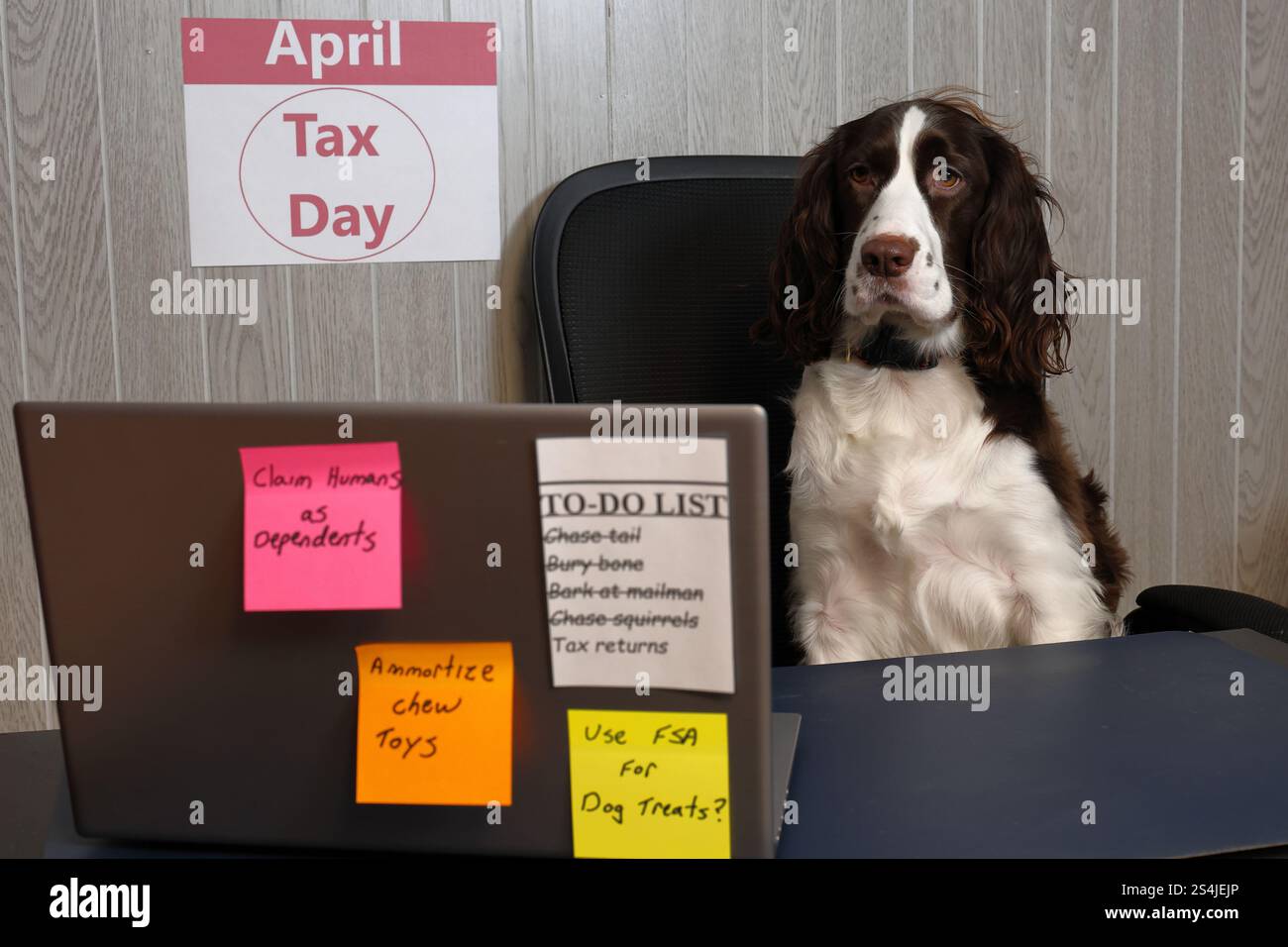 Tax Humor - Dog Works On Tax Returns At Laptop Stock Photo - Alamy