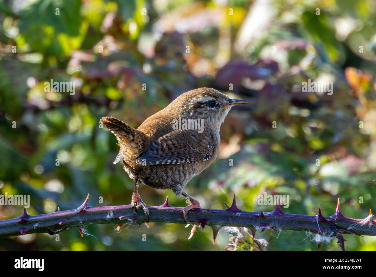The Eurasian Wren feeds on insects and spiders. Photo captured in Glen ...