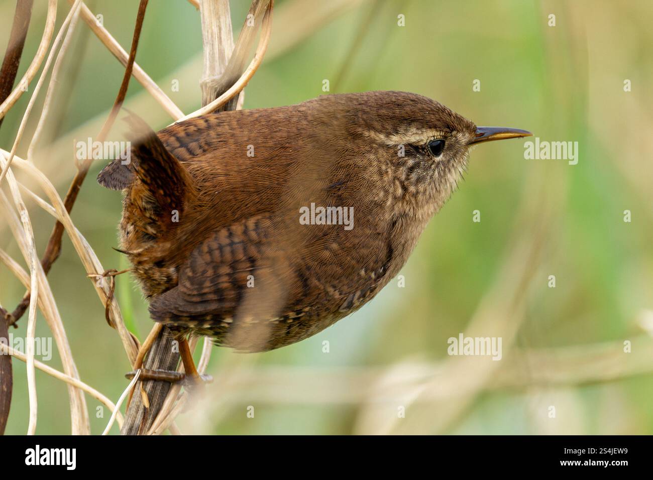 The Eurasian Wren feeds on insects and spiders. Photo captured in Glen ...