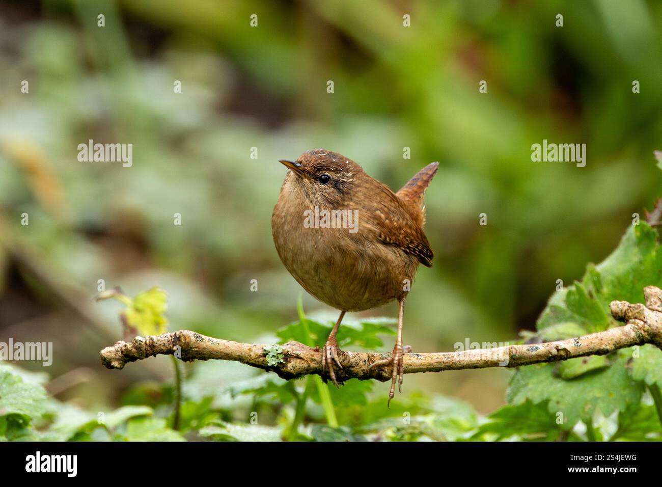 The Eurasian Wren feeds on insects and spiders. Photo captured in Glen ...