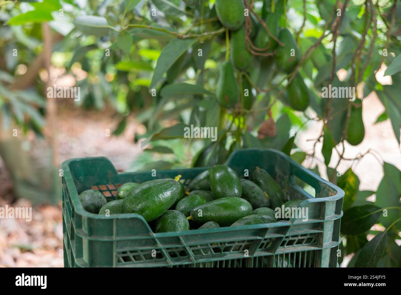 Full avocado box on the ground in fruit plantation Stock Photo - Alamy
