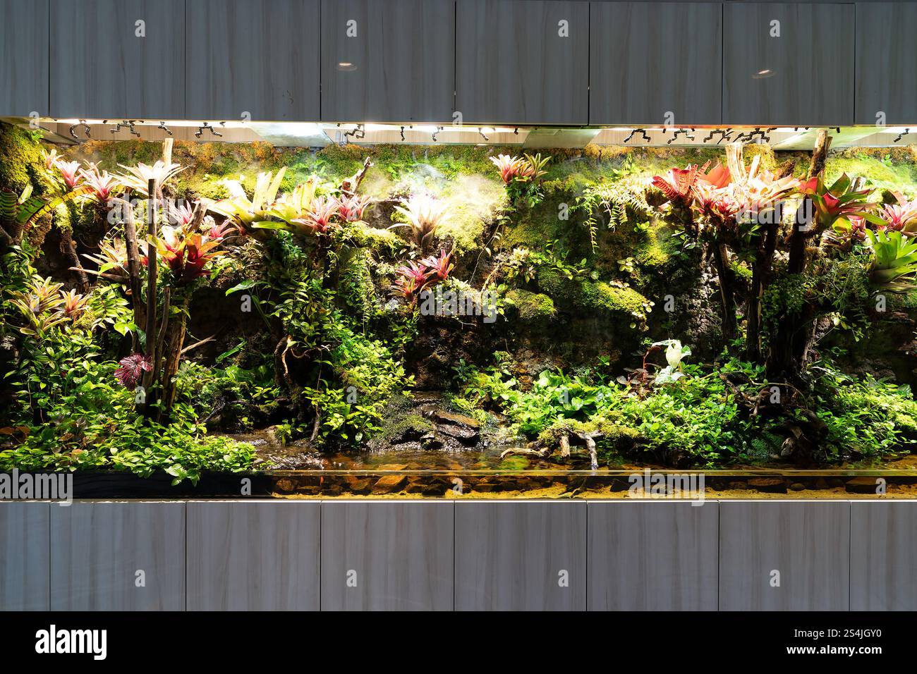 SINGAPORE - AUGUST 25, 2024: a tropical rainforest vivarium in Changi ...