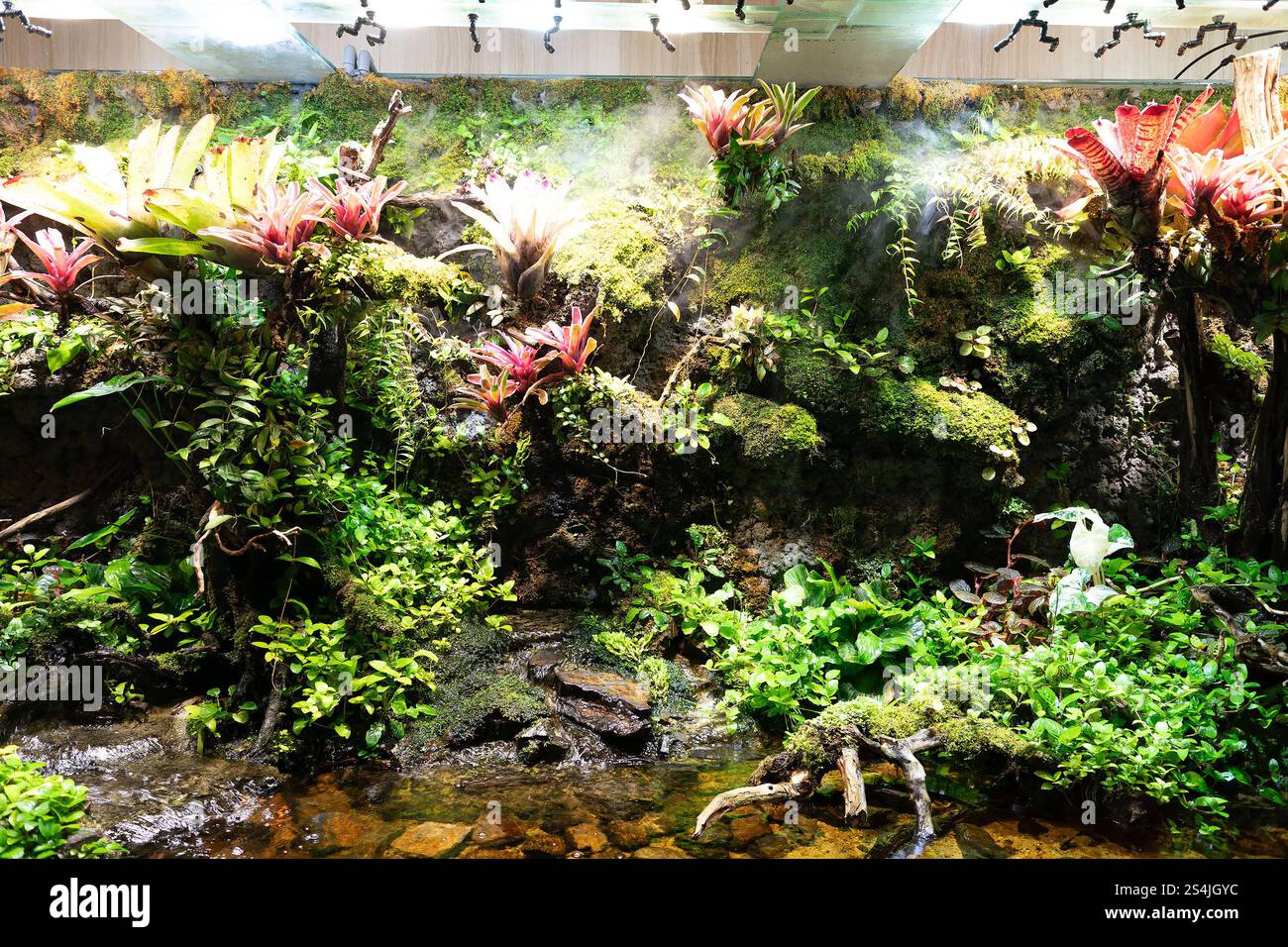 SINGAPORE - AUGUST 25, 2024: a tropical rainforest vivarium in Changi ...