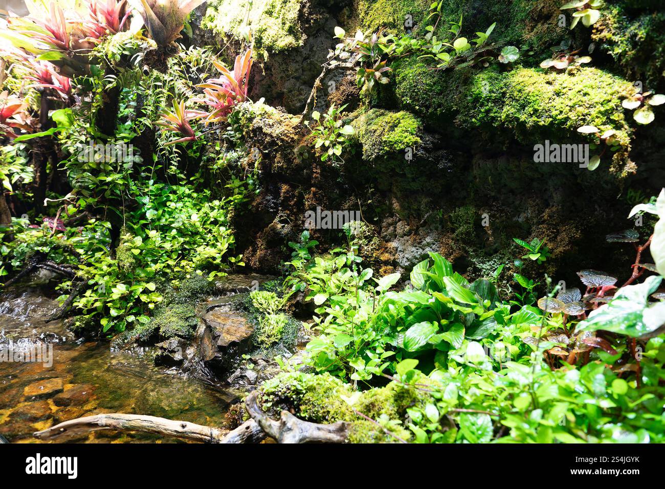 SINGAPORE - AUGUST 25, 2024: a tropical rainforest vivarium in Changi ...