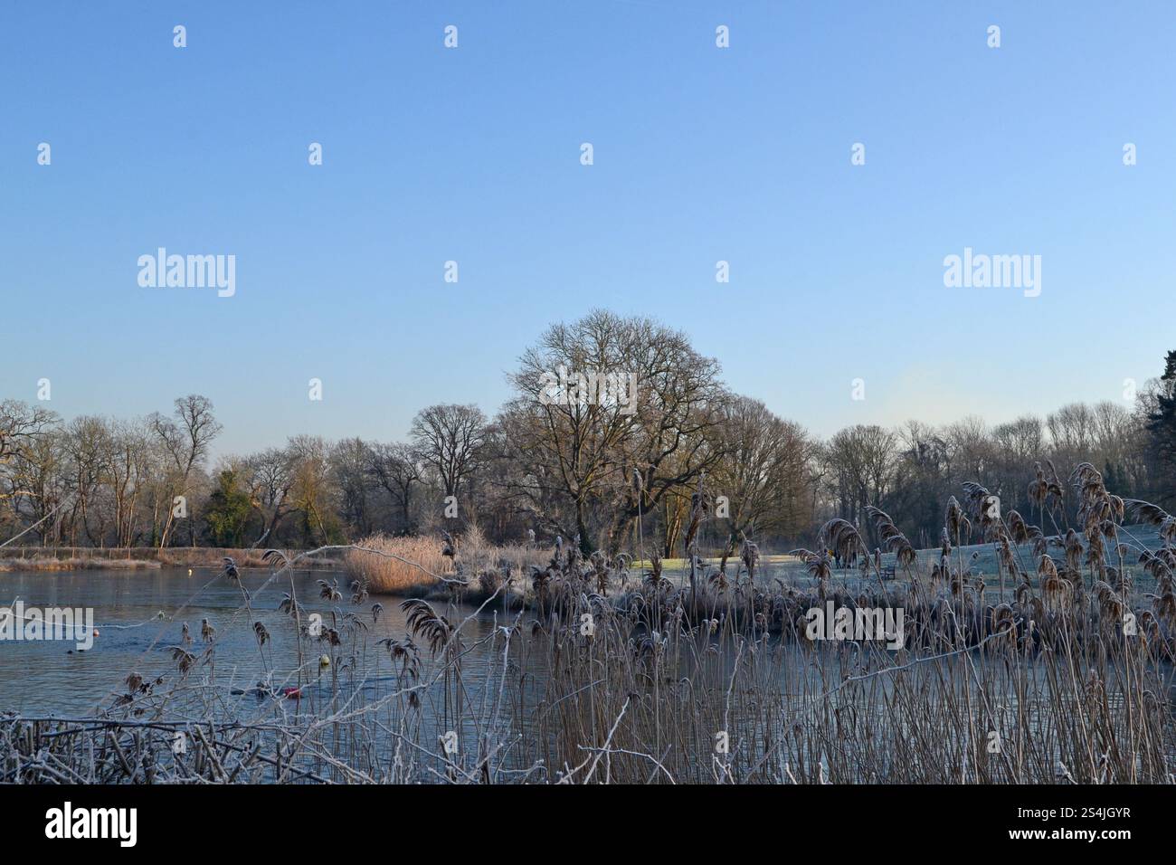 Frost and ice in freezing temperatures at Beckenham Place Park lake ...