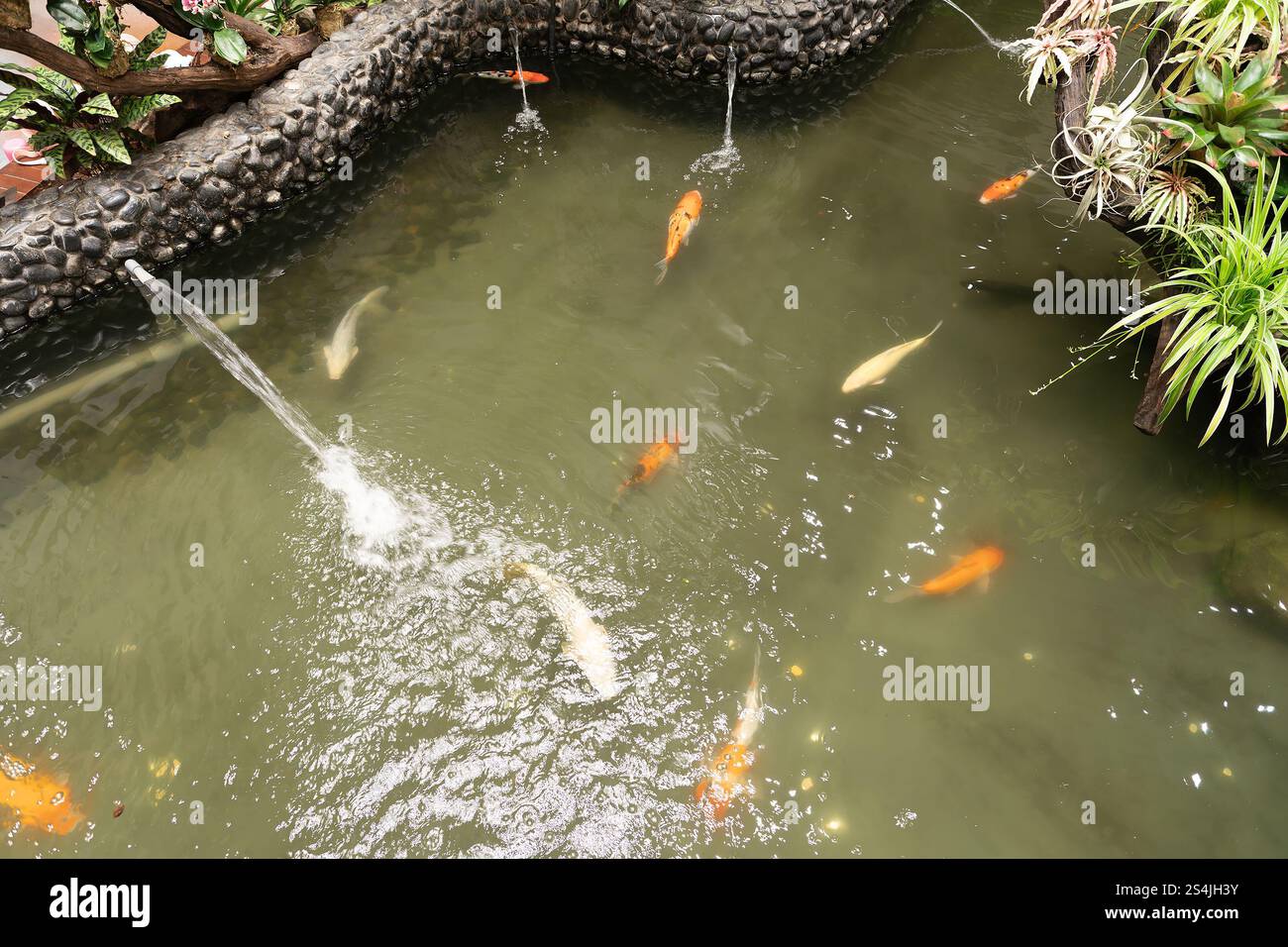 SINGAPORE - AUGUST 25, 2024: koi pond as seen from a small observation ...