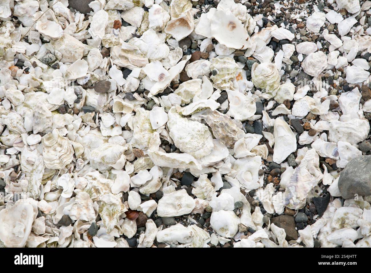 Shucked oyster shells on a beach Stock Photo - Alamy