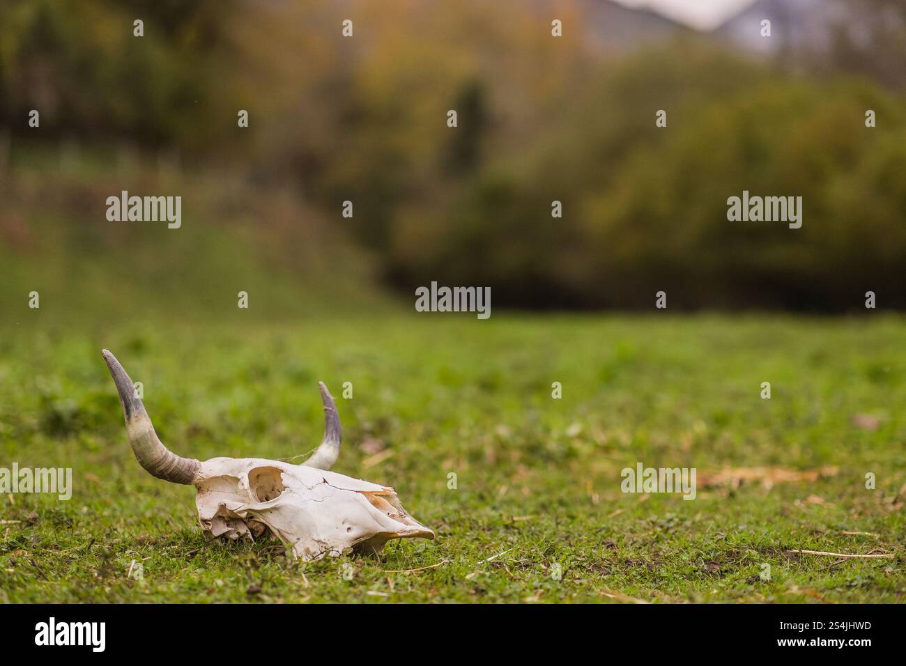 horror background Cow skull lying on grass livestock decay western ...