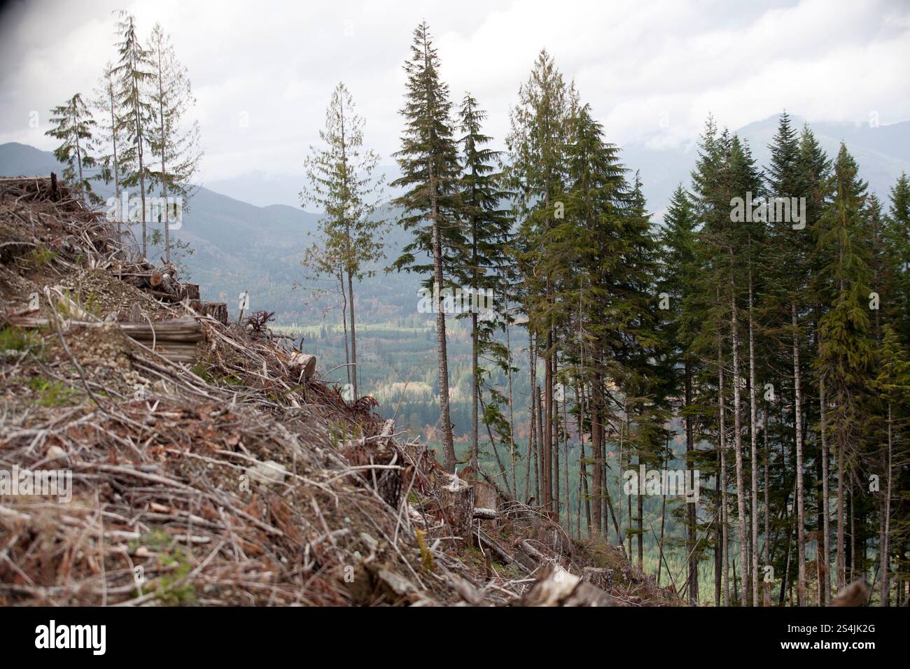 Clear cuts in old growth forest Stock Photo - Alamy