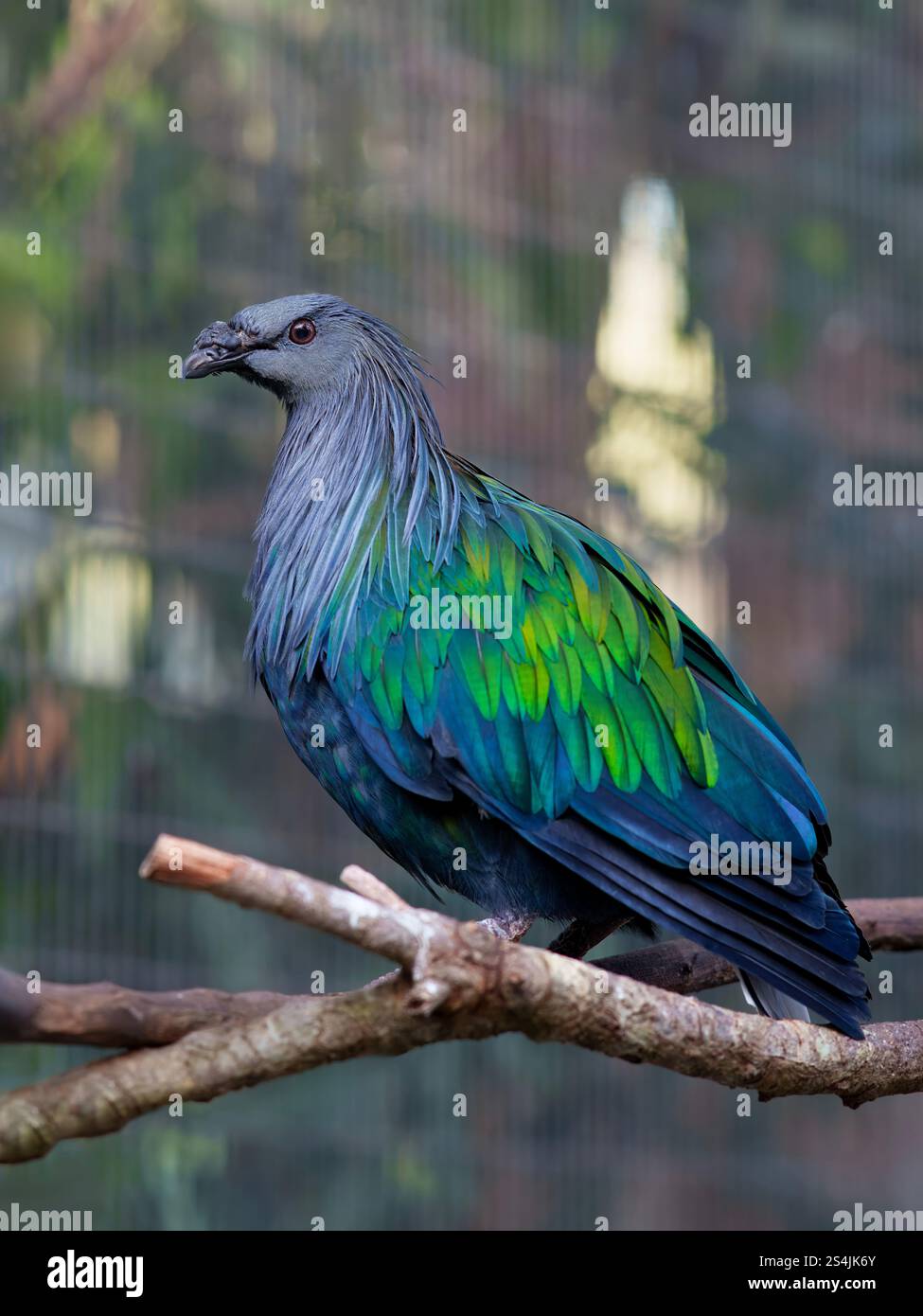 Nicobar pigeon or Nicobar dove. Seen in Brevard Zoo, Melbourne, FL, USA ...