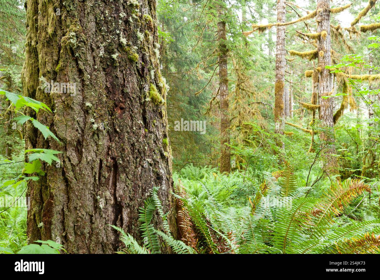 Old growth forest in British Columbia Stock Photo - Alamy