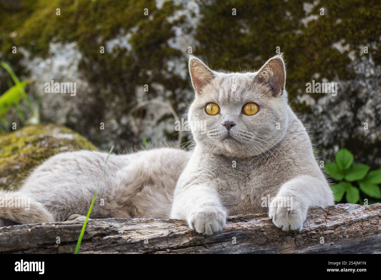 Cat lying on a log.Scottish cat breed pet gray fluffy with amber eyes ...