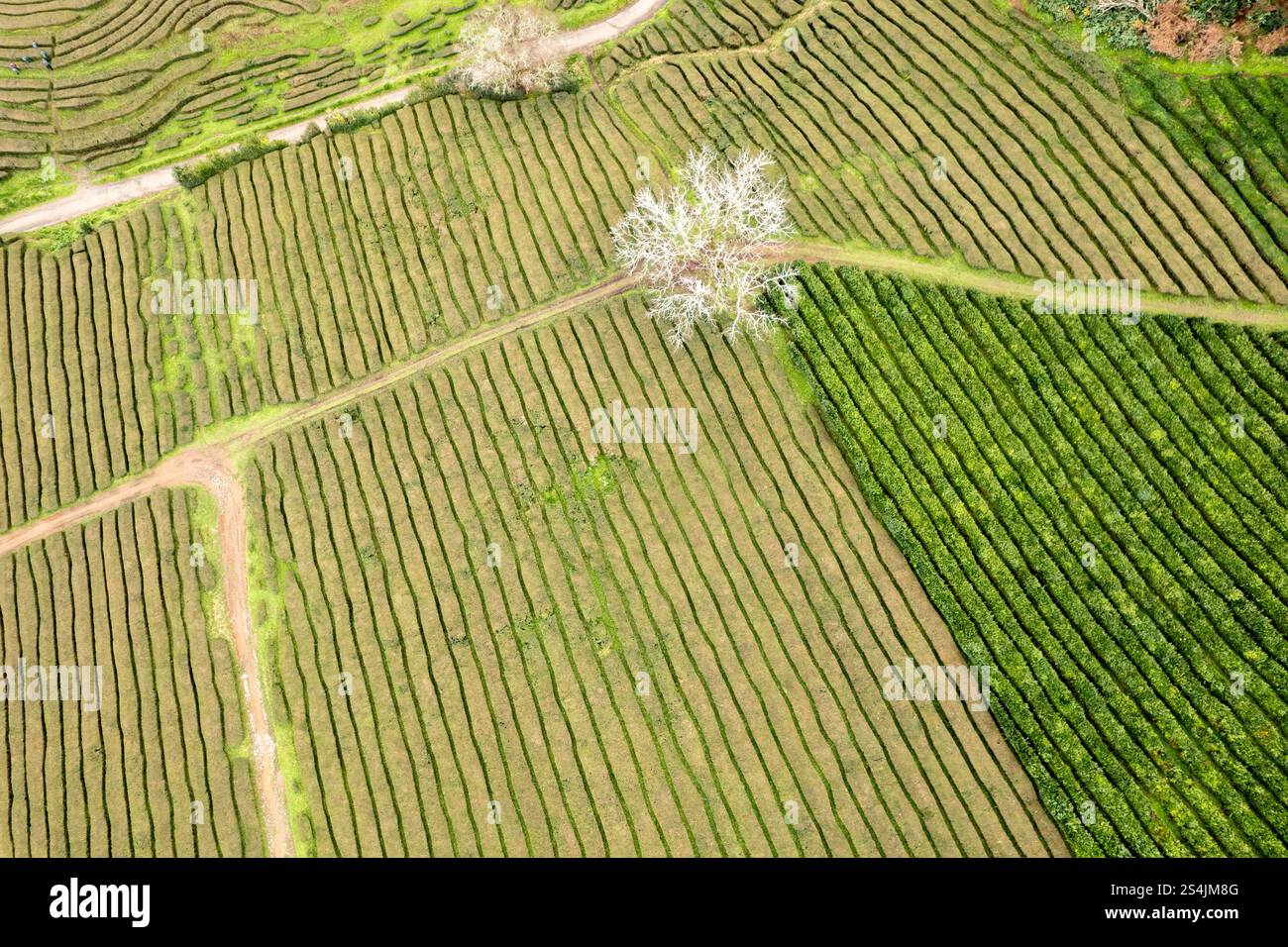 Aerial drone zenithal view of tea plantation located in Sao Miguel ...