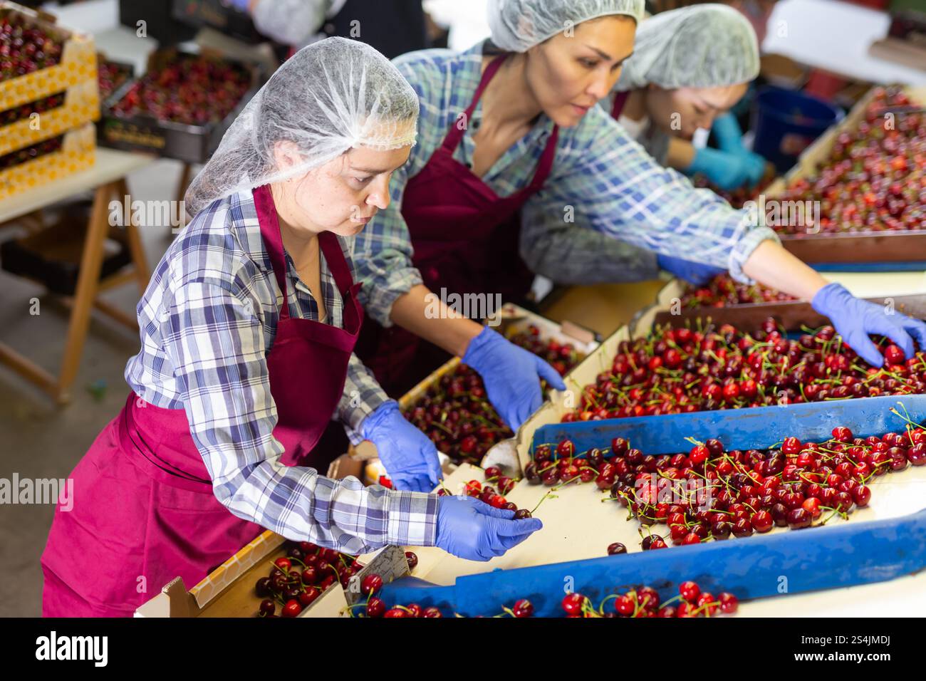 International women sorting cherries Stock Photo - Alamy