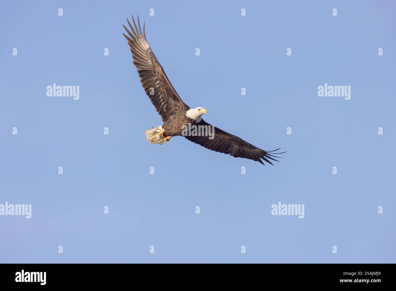 An adult bald eagle in flight carrying a fish at Lock & Dam 18 on the ...
