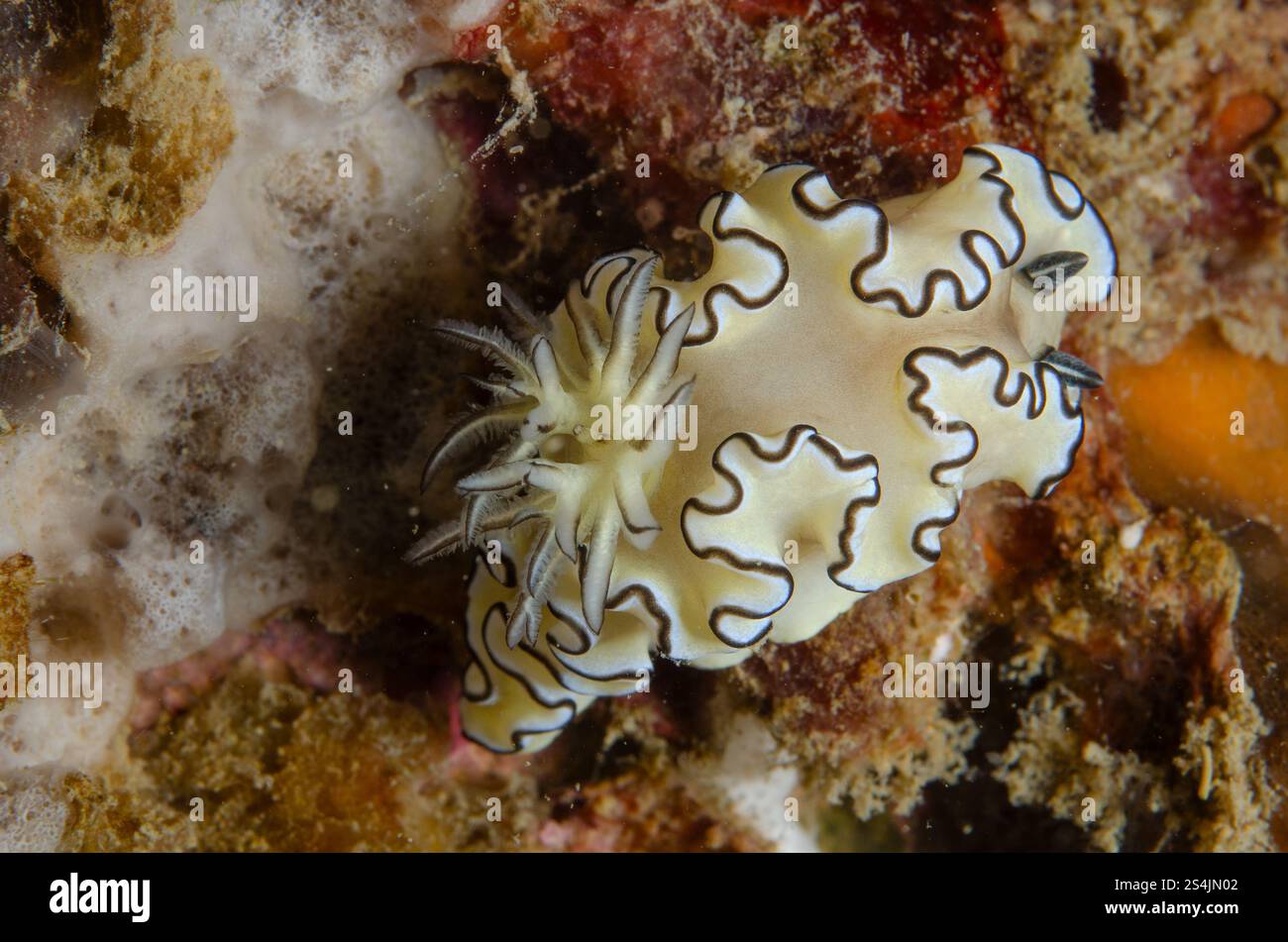 Black-margined glossodoris, Doriprismatica atromarginata ...