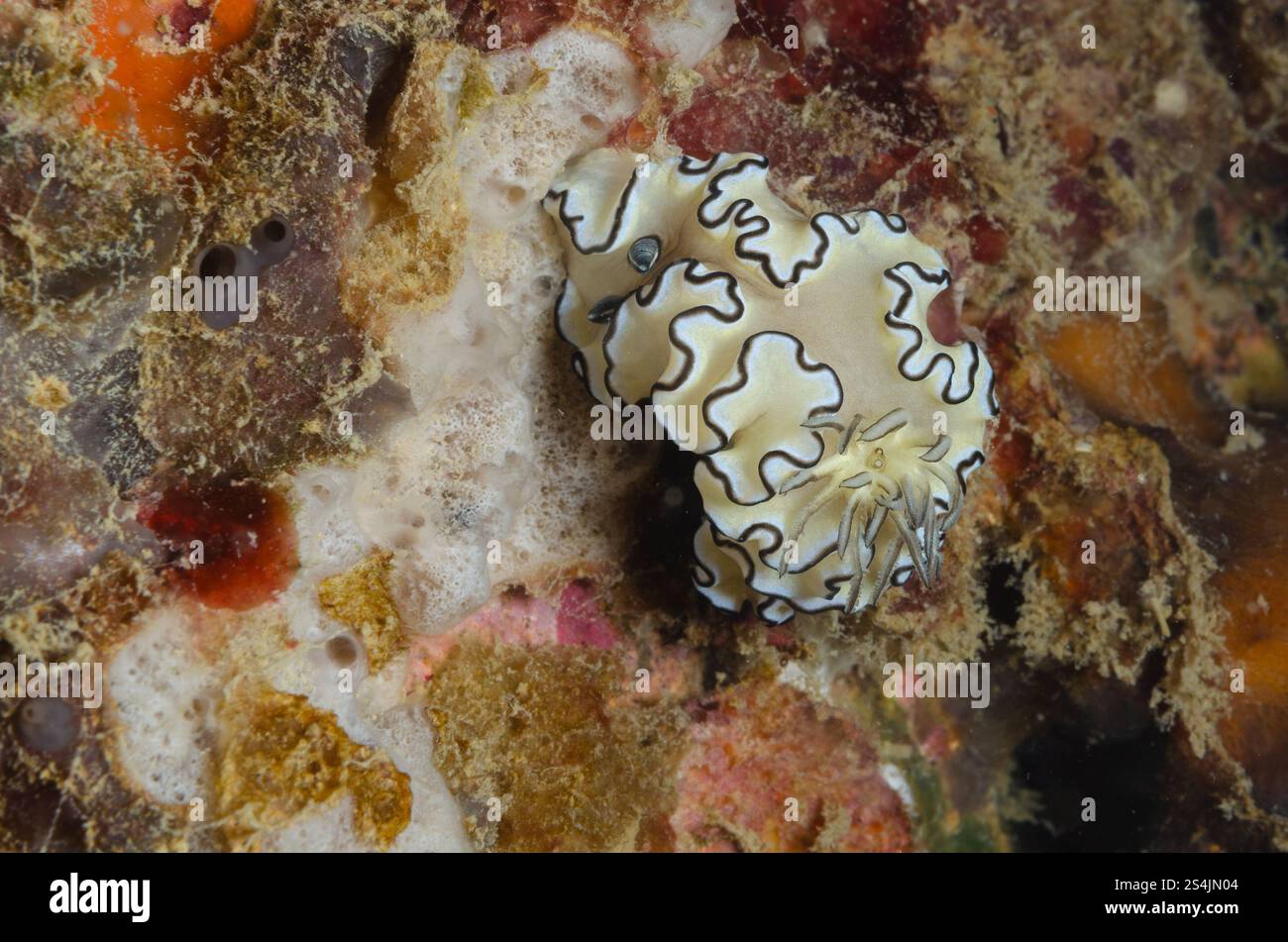 Black-margined glossodoris, Doriprismatica atromarginata ...